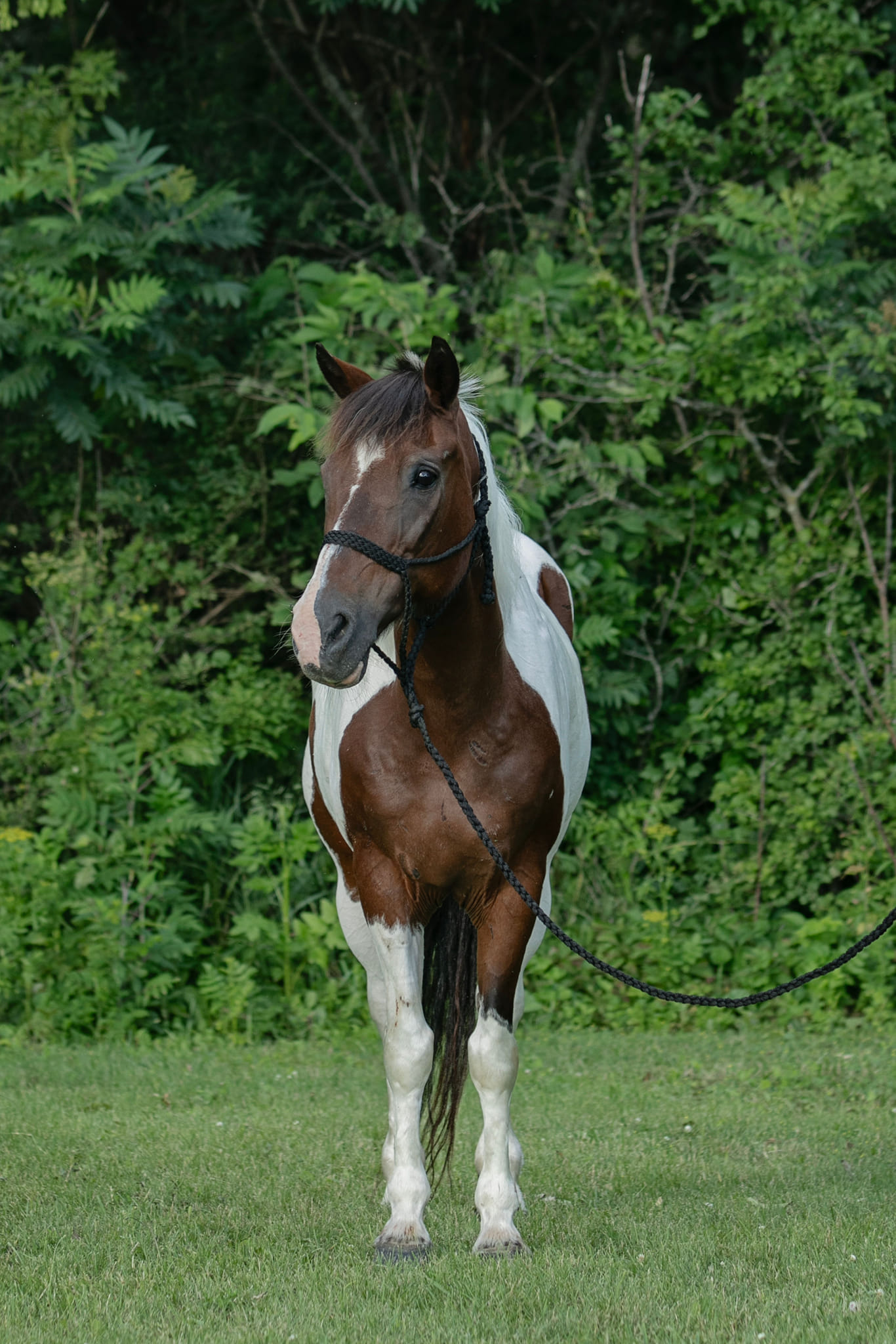 Snookie | Paint Mare for Sale | Katy's Corral