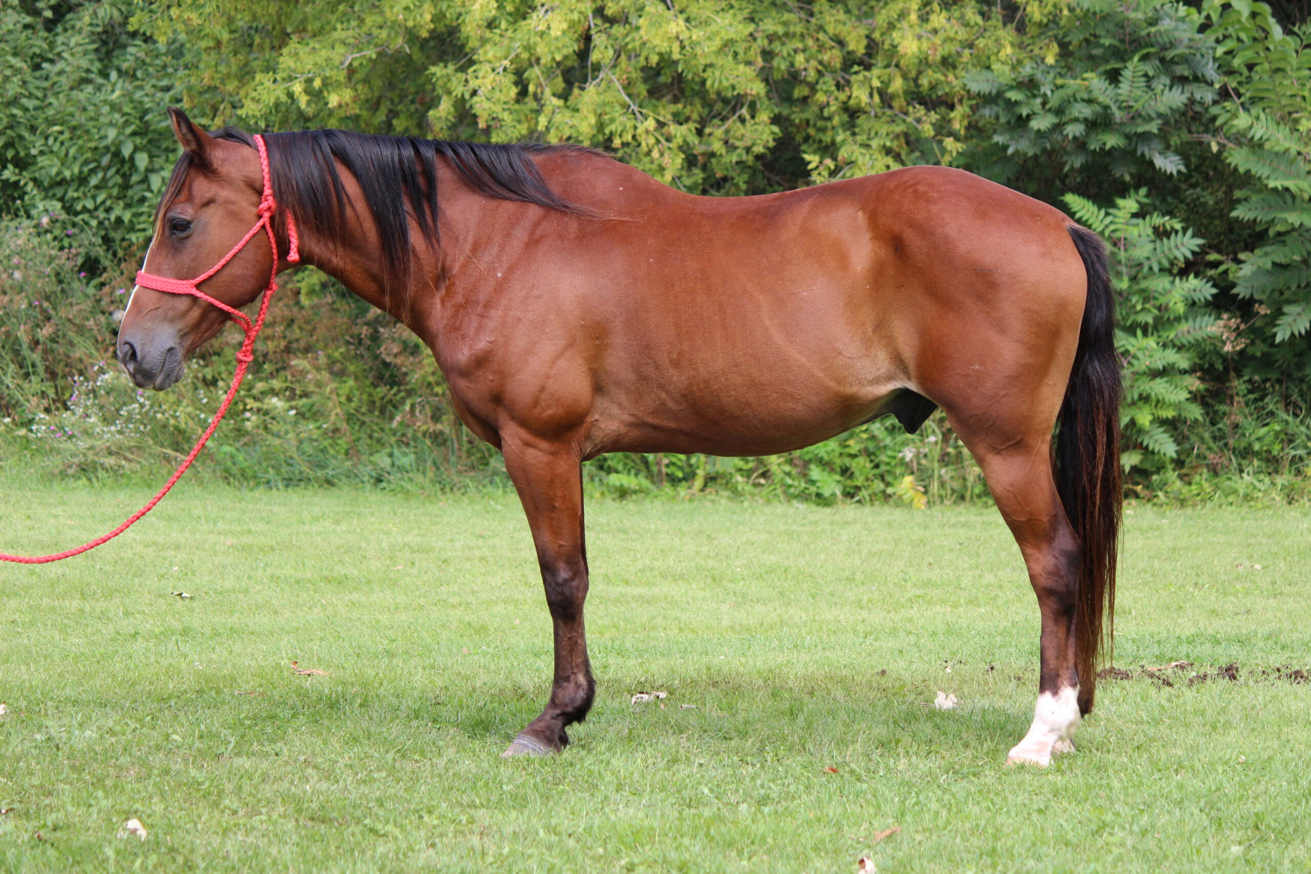 Johnny | Katy’s Corral | Dodgeville, WI