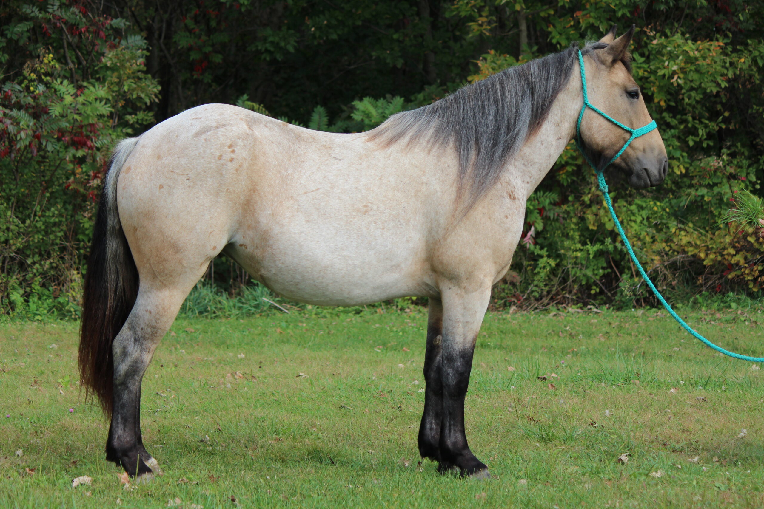 Emily | Katy’s Corral | Dodgeville, WI