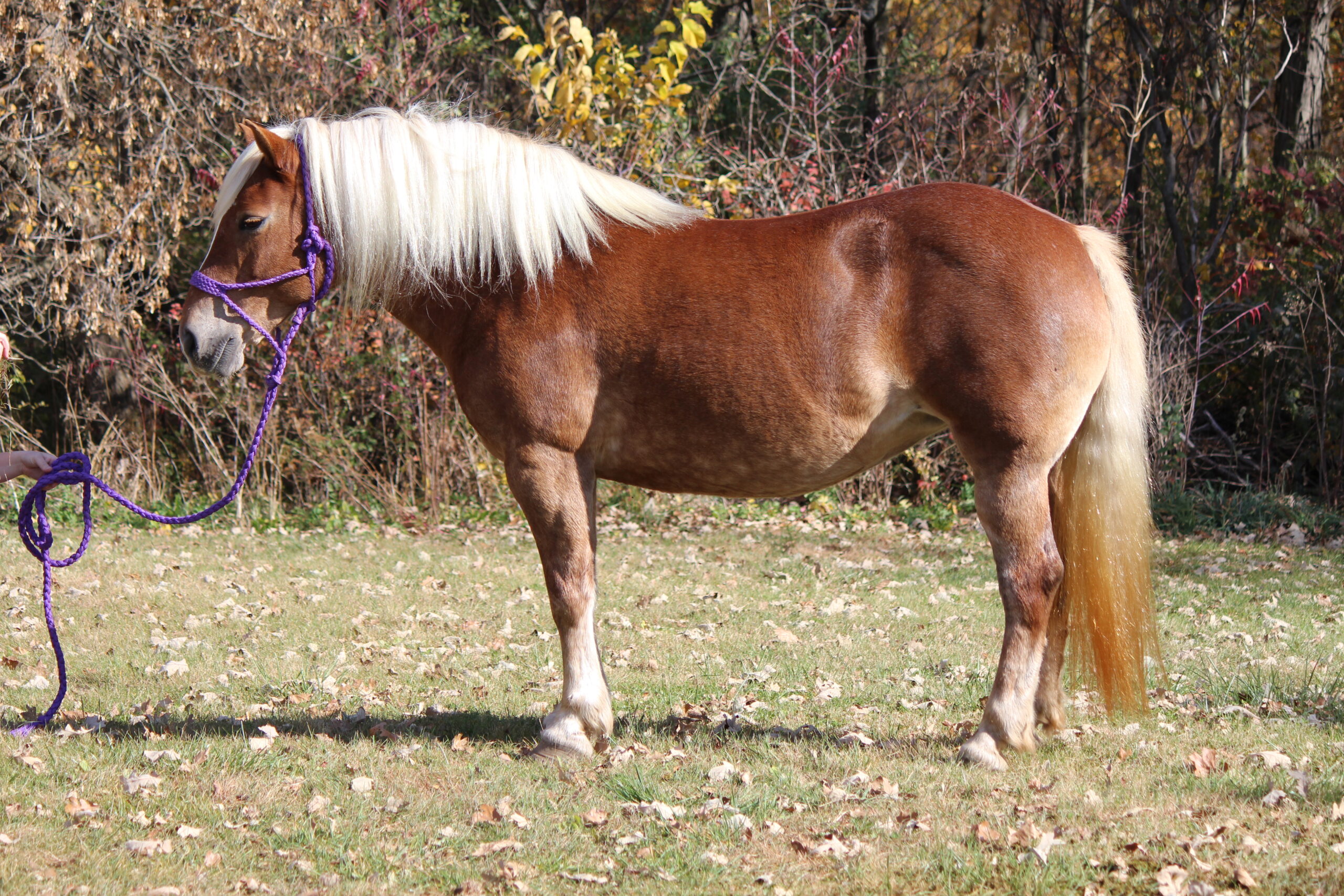 Martha | Katy’s Corral | Dodgeville, WI