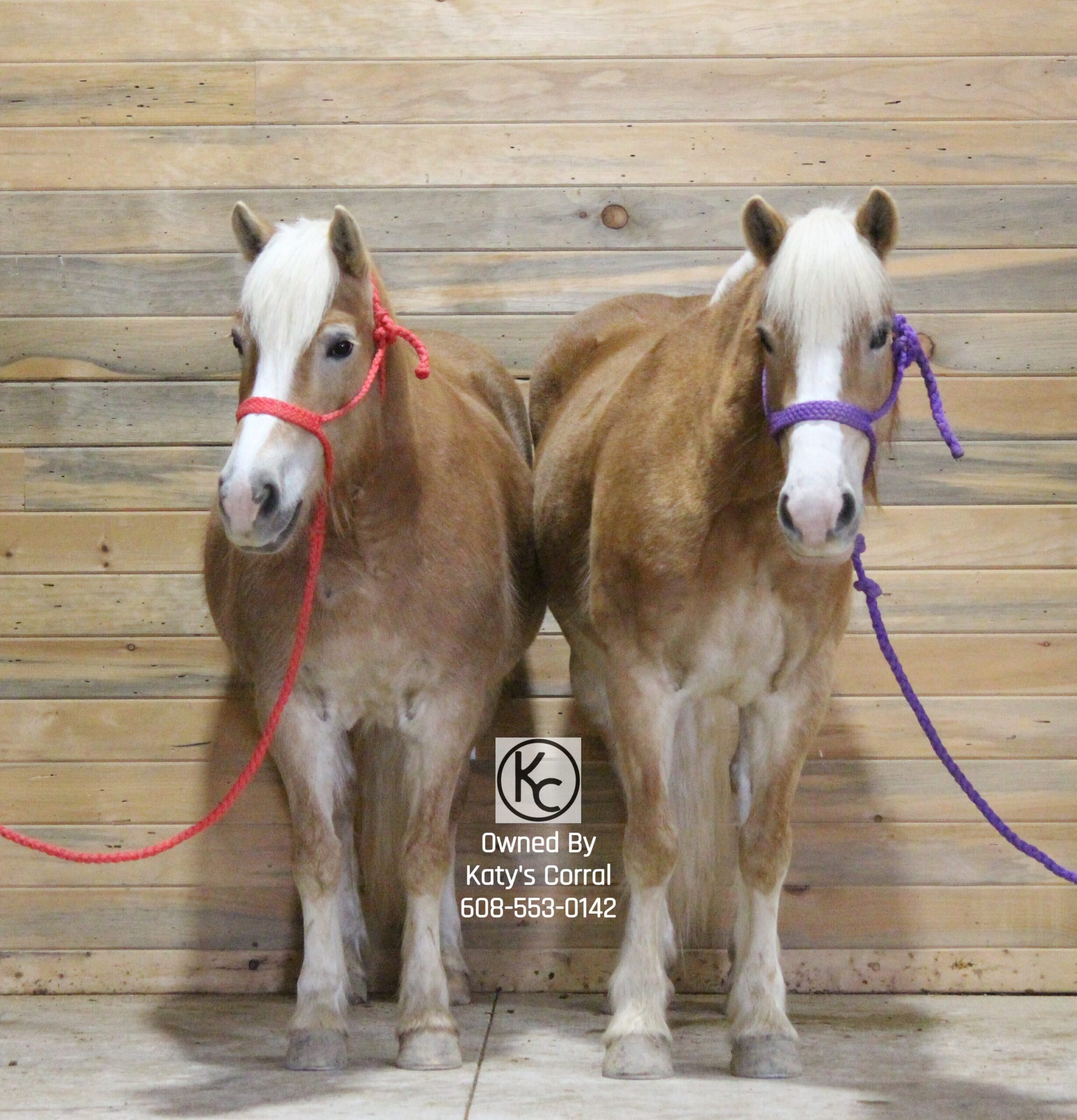 Coffee & Bean | Katy’s Corral | Dodgeville, WI